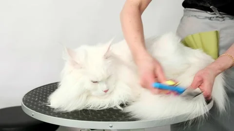 A woman groomer combs the old fur of a M... | Stock Video | Pond5