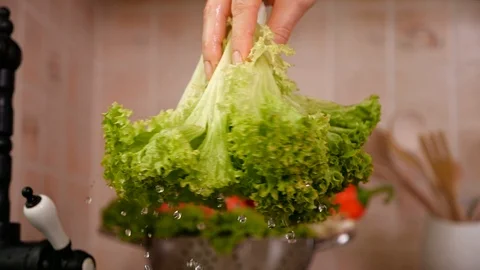 Shake Off Water Stock Video Footage | Royalty Free Shake Off Water ...