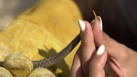 Woman handling small venomous Viper snak... | Stock Video | Pond5