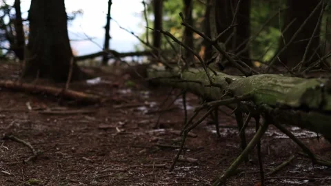 A woman in hiking boots overstep a tree ... | Stock Video | Pond5