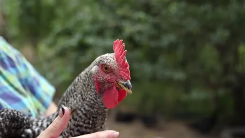 woman holds a rooster in her arms and st... | Stock Video | Pond5