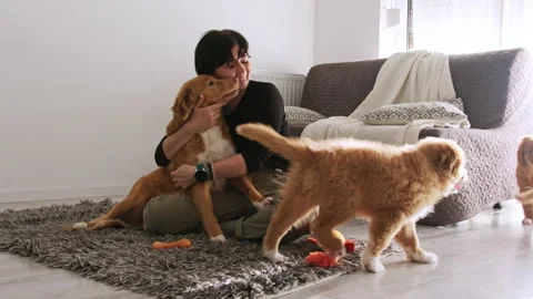 Dog Ducking Woman Stock Videos – Royalty-Free HD & 4K Videos