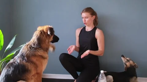 Shepherd Home Stock Videos – Royalty-Free HD & 4K Videos | Pond5