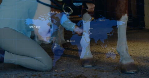 Kneeling Horse Stock Videos – Royalty-Free HD & 4K Videos