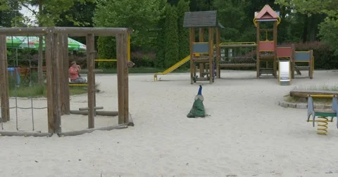 Blue Bird Kids Stock Videos – Royalty-Free HD & 4K Videos