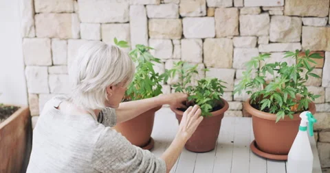 Marijuana Woman Stock Videos – Royalty-Free HD & 4K Videos | Page 5