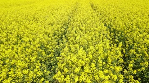 Afghan Girl Dance Stock Videos – Royalty-Free HD & 4K Videos | Pond5