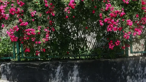 woman passing by red roses on background | Stock Video | Pond5