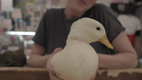 Stroke Duck Stock Footage ~ Royalty Free Stock Videos | Pond5