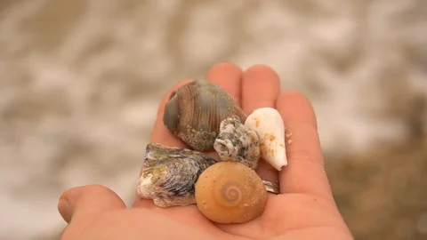 Woman picking shells on a beach | Stock Video | Pond5