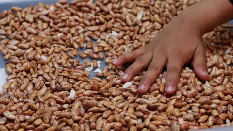 A woman picks peanuts. Child's hand touc... | Stock Video | Pond5