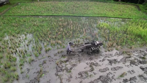 Woman plowing harvested rice field using... | Stock Video | Pond5