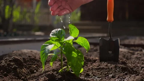 Woman pouring water on plant with hand i... | Stock Video | Pond5