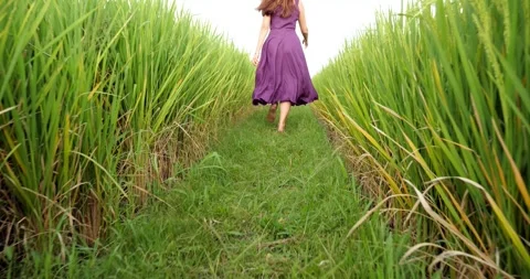 Woman run at border between rice fields,... | Stock Video | Pond5