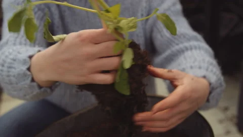 Soil Shaking Stock Videos – Royalty-Free HD & 4K Videos