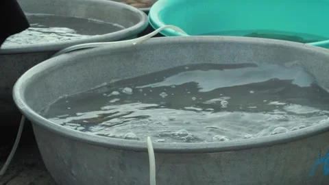 Woman Sorting Crawfish on Beach in Mui N... | Stock Video | Pond5