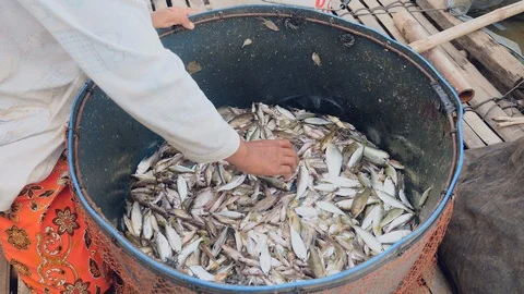 Woman sorting fish catch according to sp... | Stock Video | Pond5