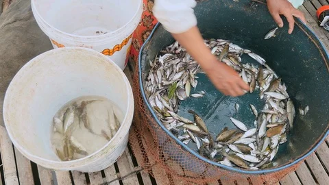 Woman sorting fish catch according to sp... | Stock Video | Pond5
