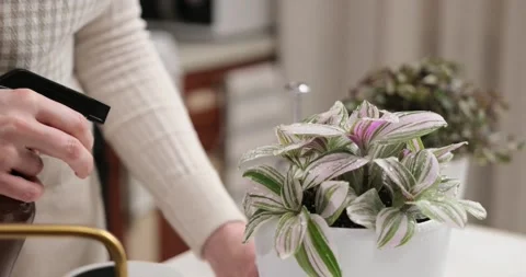 woman spraying tradescantia pink clone p... | Stock Video | Pond5