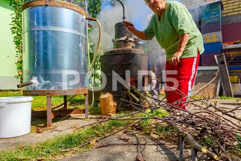 Woman is throwing firewood for maintaining fire under the distillation ...