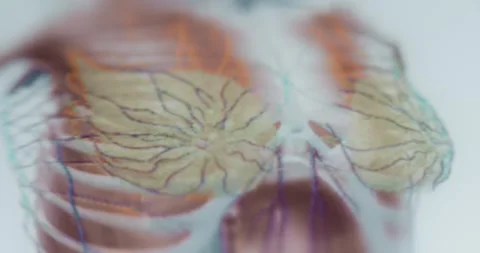 Woman torso anatomy, muscles, veins, art... | Stock Video | Pond5