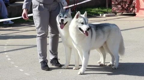 Beautiful Woman Tournament Stock Videos – Royalty-Free HD & 4K Videos ...