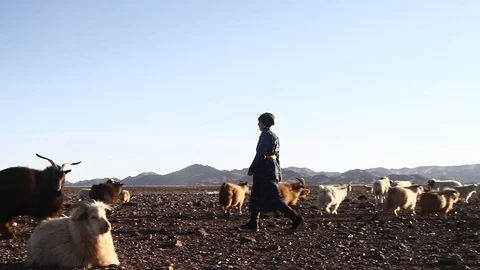 Animal Woman 3 Stock Videos – Royalty-Free HD & 4K Videos