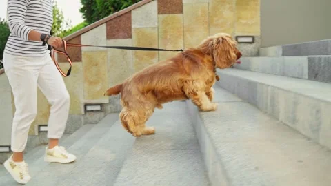 Dog Walking== Stock Videos – Royalty-Free HD & 4K Videos | Page 5