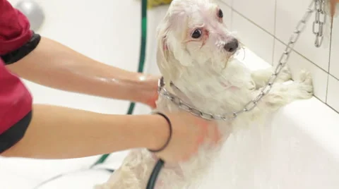 Woman washing small white maltese dog in... | Stock Video | Pond5
