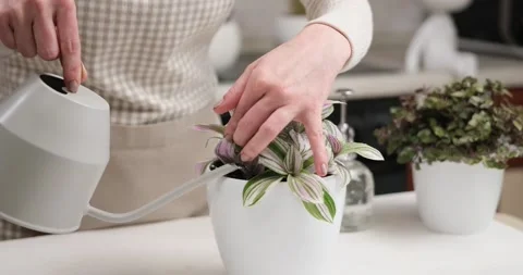 woman watering tradescantia pink clone p... | Stock Video | Pond5