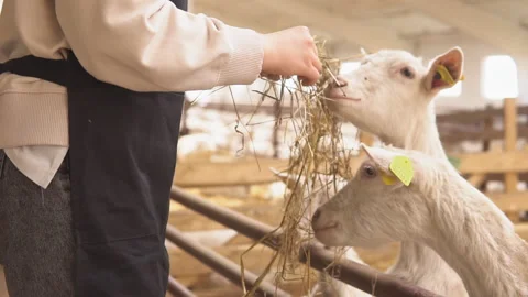 Woman working in open stall on goat farm... | Stock Video | Pond5