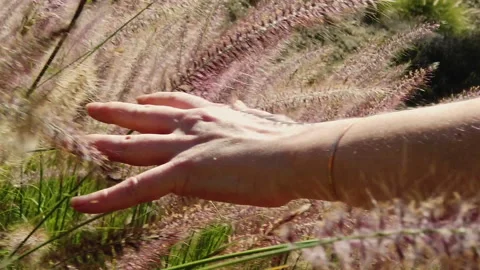 Woman's hand brushing through pink and p... | Stock Video | Pond5