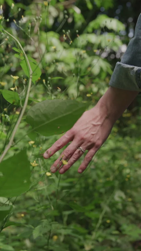 Woman's Hand Moves Along Foliage of Fore... | Stock Video | Pond5