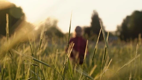 Woman's hand running through wheat field... | Stock Video | Pond5