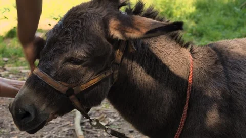 Donkey On Woman Stock Videos – Royalty-Free HD & 4K Videos | Pond5