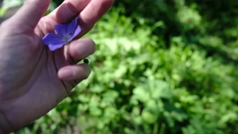 Hand Plucking Flower Stock Footage ~ Royalty Free Stock Videos | Pond5
