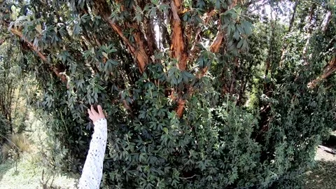 A woman's hand is touching the green lea... | Stock Video | Pond5