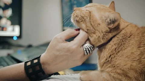 Woman's Hands Cuddling a Beautiful Ginge... | Stock Video | Pond5