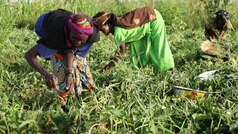 Africa Farmers Stock Footage ~ Royalty Free Stock Videos | Pond5