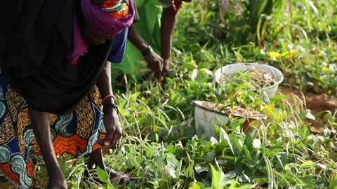 Africa Farmers Stock Footage ~ Royalty Free Stock Videos | Pond5