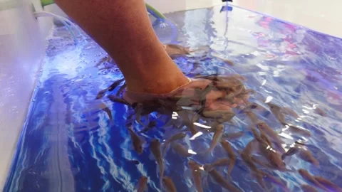 women receiving a fish pedicure therapy ... | Stock Video | Pond5