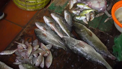 Women touch fish on market place. Women ... | Stock Video | Pond5