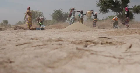 Winnowing Stock Videos – Royalty-Free HD & 4K Videos