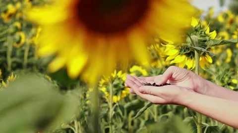 Sunflower Seeds Background Stock Footage ~ Royalty Free Stock Videos ...