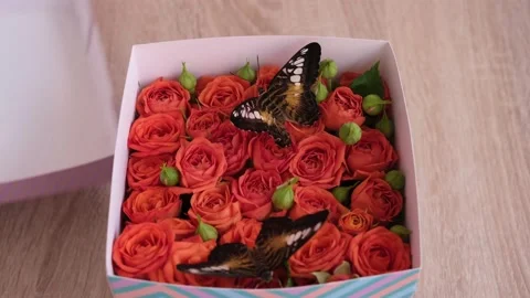 Open Surprise Stock Videos – Royalty-Free HD & 4K Videos | Pond5