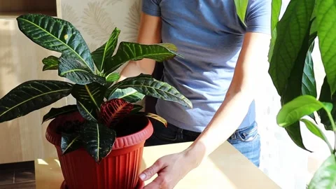 Women Pla Stock Videos – Royalty-Free HD & 4K Videos