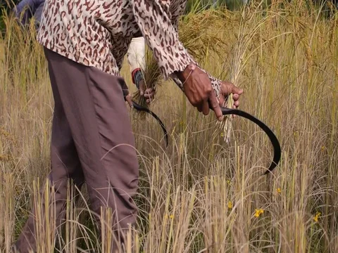 Women In Sower Stock Videos – Royalty-Free HD & 4K Videos | Pond5