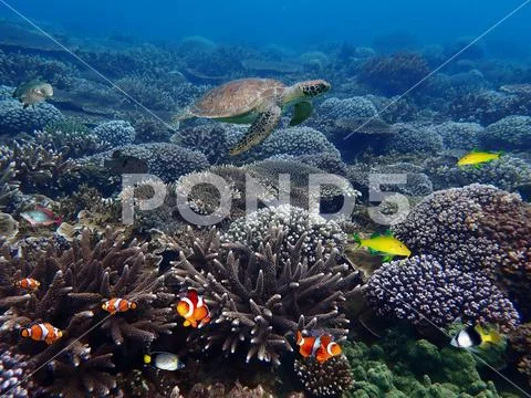 A wonderful floating sea turtle among underwater coral reefs with lots ...