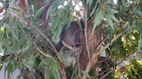 Sleeping Koala Stock Videos – Royalty-Free HD & 4K Videos | Page 5