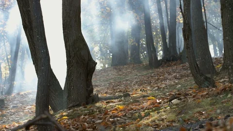 Wonderful sunbeams revealed by fire smok... | Stock Video | Pond5